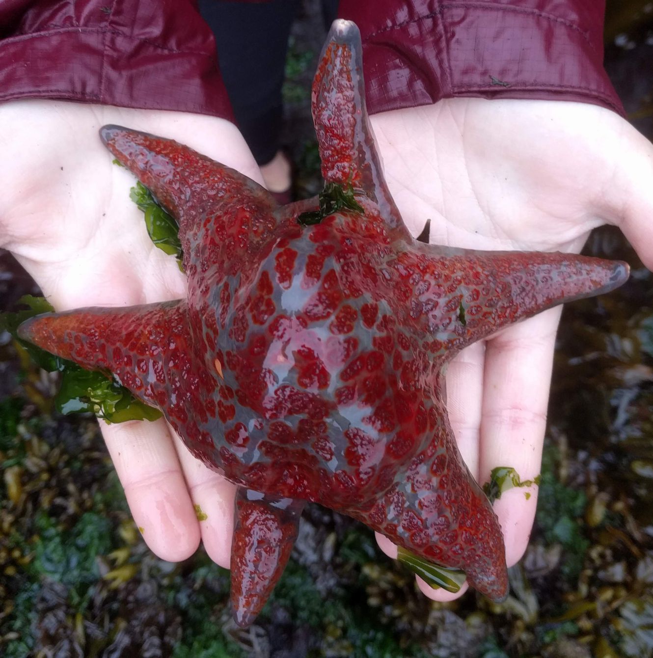 Dermasterias imbricata